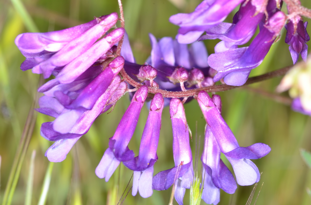 Winter vetch (Wildflowers of Bouverie Preserve of ACR) · iNaturalist