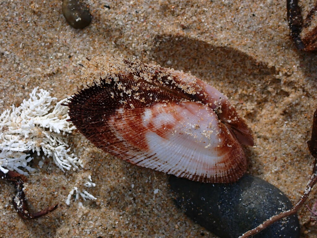 Barbatia pistachia from Mullaway NSW 2456, Australia on June 20, 2023 ...