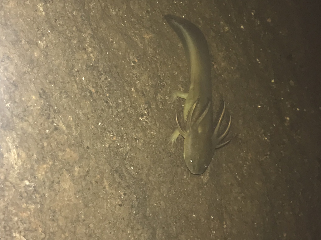 Western Tiger Salamander from Bear Lake Loop Trail, Estes Park, CO, US ...