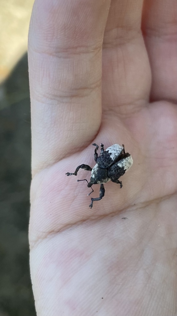 Sternuchopsis trifida in June 2023 by tofuinsect · iNaturalist