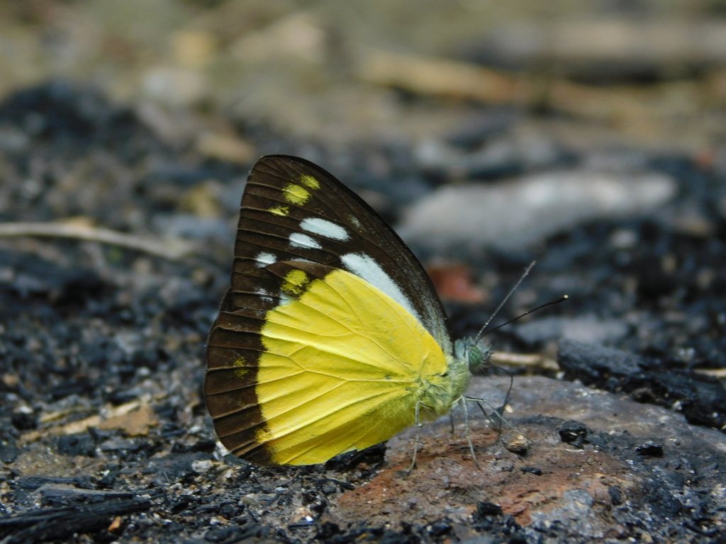 Orange Gull from Pamulihan, Sumedang Regency, West Java, Indonesia on ...