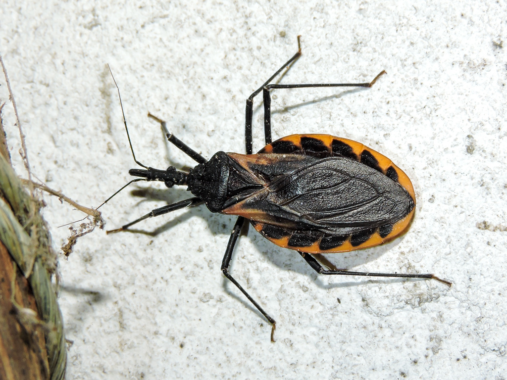 Triatoma dimidiata from Yelapa, Jalisco, Mexico on January 20, 2016 by ...