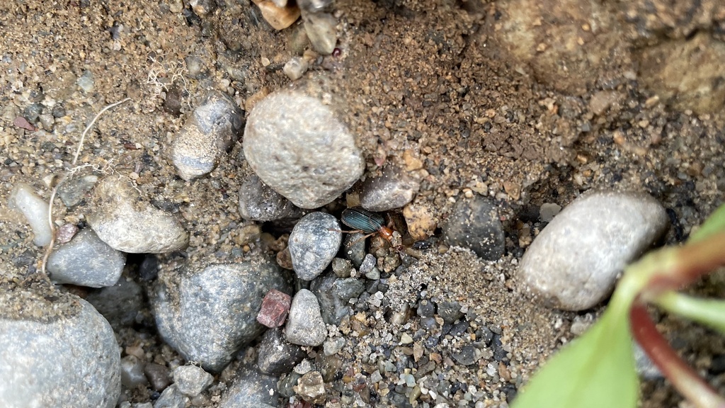 Brachinus stenoderus in June 2023 by tofuinsect · iNaturalist