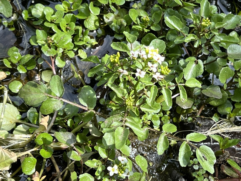 watercress from Frostburg, MD, US on June 11, 2023 at 11:14 AM by ...