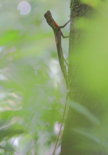 Mindanao Flying Lizard (Draco mindanensis) - Snakes and Lizards