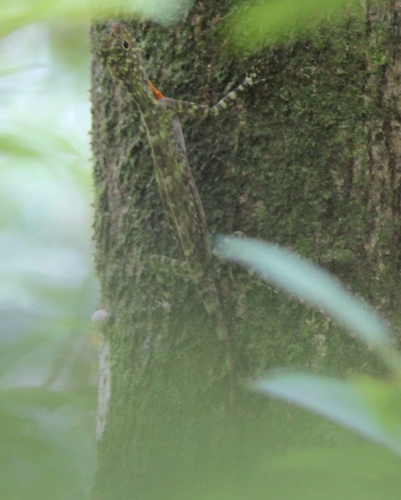 Mindanao Flying Lizard (Draco mindanensis) - Snakes and Lizards
