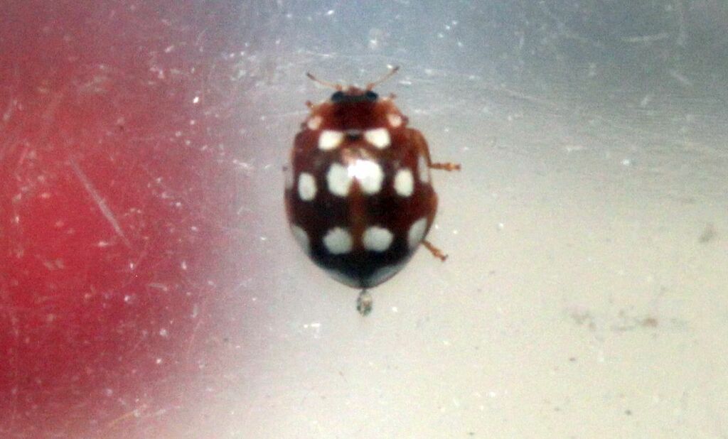 Cream-spotted Ladybird from Netherton, Dudley, UK on June 20, 2023 at ...