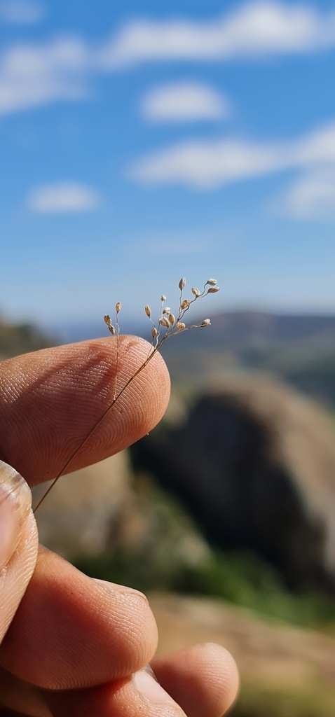 Panicum luridum from Analamanga, MG-AV, MG on June 19, 2023 at 01:41 PM ...