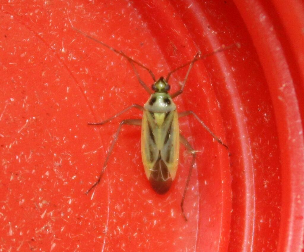 Two-spotted Grass Bug from Netherton, Dudley, UK on 20 June, 2023 at 07 ...