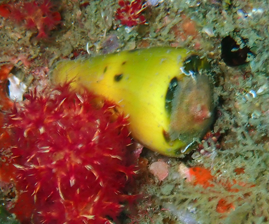 Flag Cone from Sunshine Coast QLD, Australia on February 17, 2023 at 10 ...
