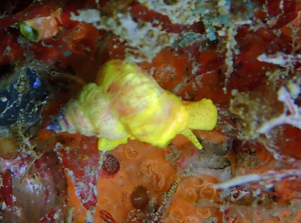 Epidendrium from Sunshine Coast QLD, Australia on November 25, 2022 at ...