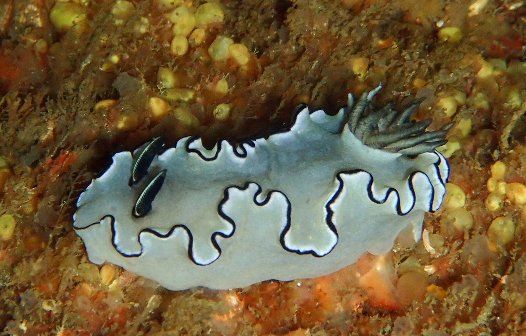 Black-margined Nudibranch from Sunshine Coast QLD, Australia on ...