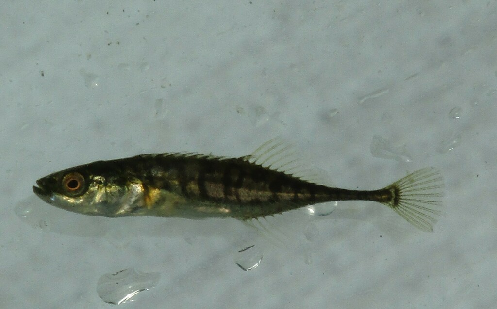 Ninespine Stickleback from Newport County, RI, USA on June 14, 2023 at ...