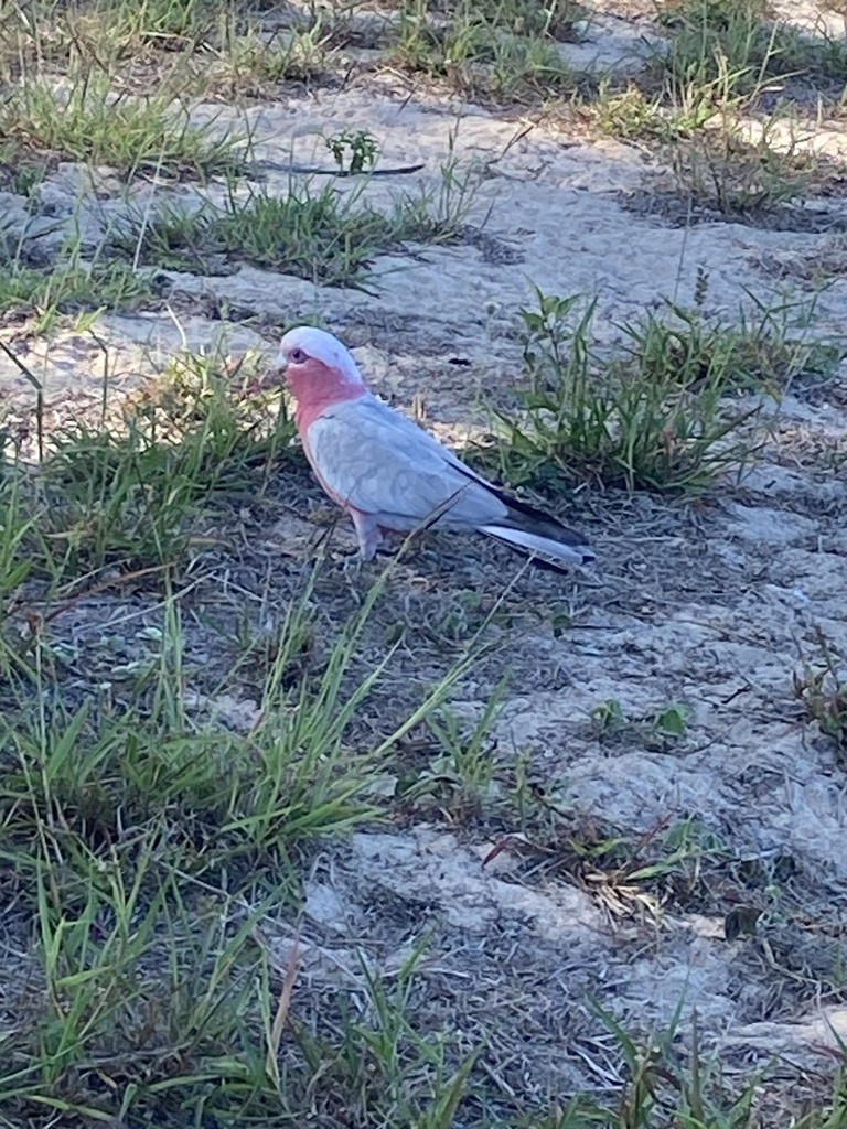 Galah from Great Barrier Reef, Picnic Bay, QLD, AU on June 20, 2023 at ...