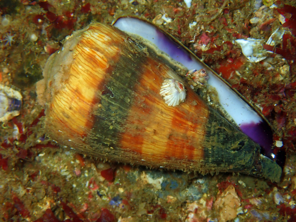 Mile Cone from Sunshine Coast QLD, Australia on March 10, 2023 at 09:09 ...