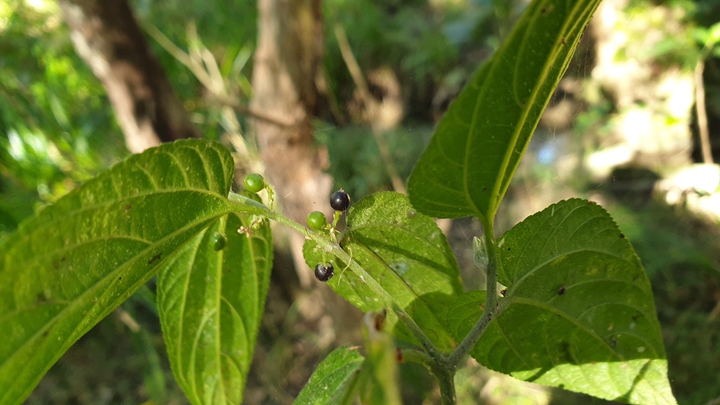 Nettle Tree from Brisbane QLD, Australia on June 19, 2023 at 01:45 PM ...