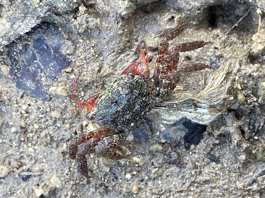 Parasesarma from Tai Ho Wan, Lantau Island, New Territories, HK on June ...