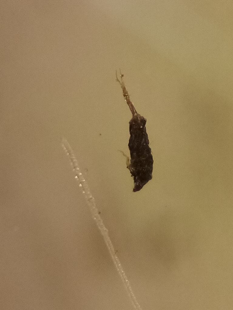 Elongate Springtails from Duvauchelle, New Zealand on March 17, 2023 by ...