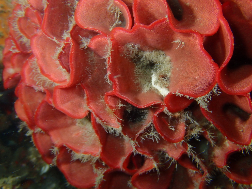 Bryozoans from Sunshine Coast QLD, Australia on July 29, 2022 at 08:55 ...