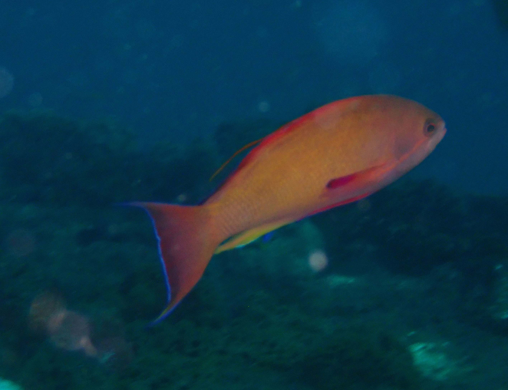Lyretail Anthias from Sunshine Coast QLD, Australia on February 18 ...