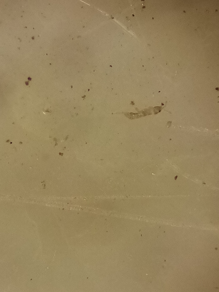 Smooth Springtails from Duvauchelle, New Zealand on March 17, 2023 by ...