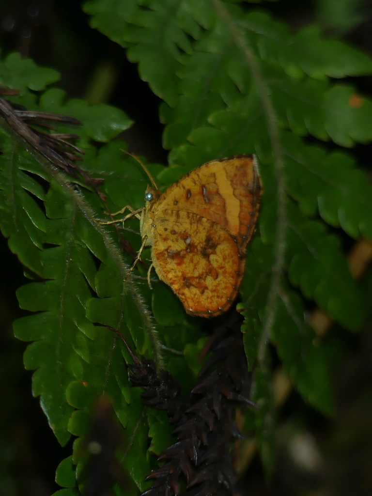 Callidula attenuata in June 2023 by K_Kawashima · iNaturalist