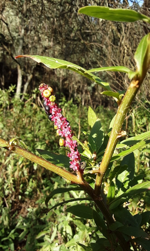 Inkweed from Rydal NSW 2790, Australia on June 20, 2023 at 03:27 PM by ...