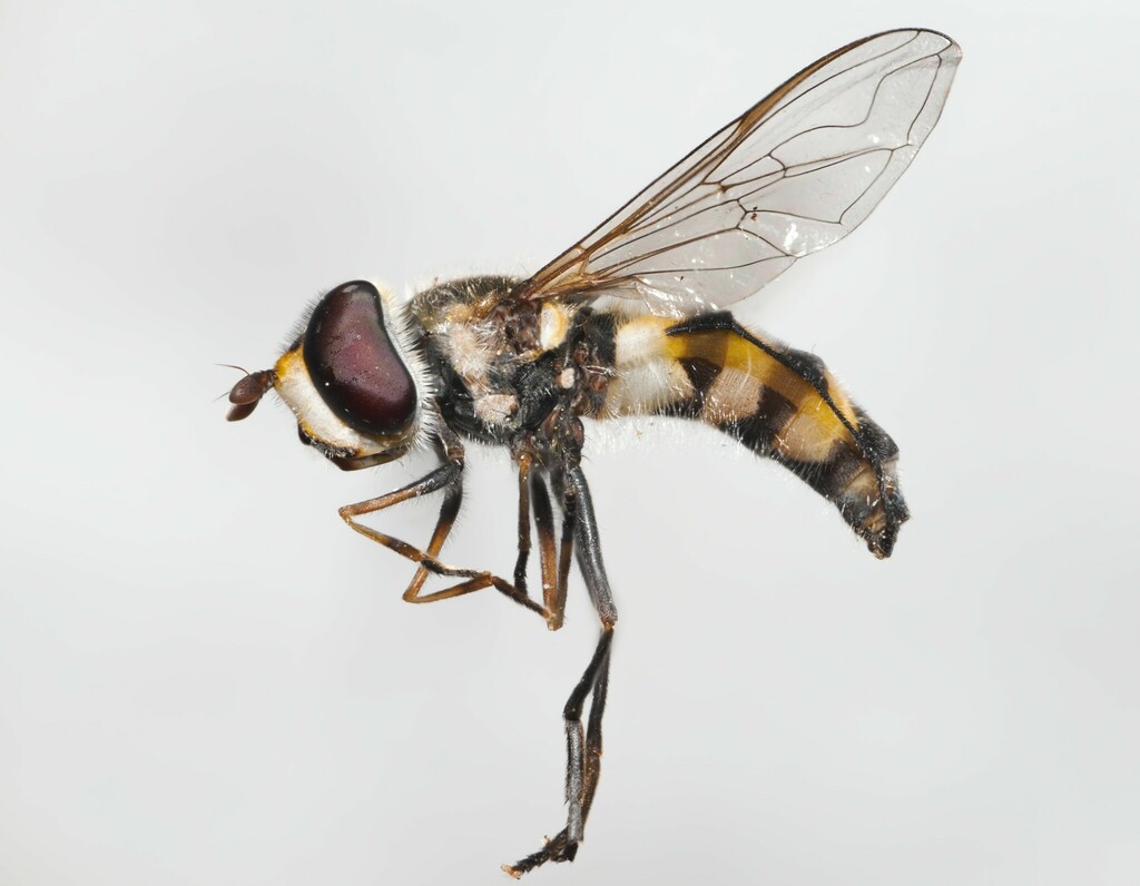 Didea intermedia from Espoo, Suomi on June 19, 2023 at 02:14 PM by ...