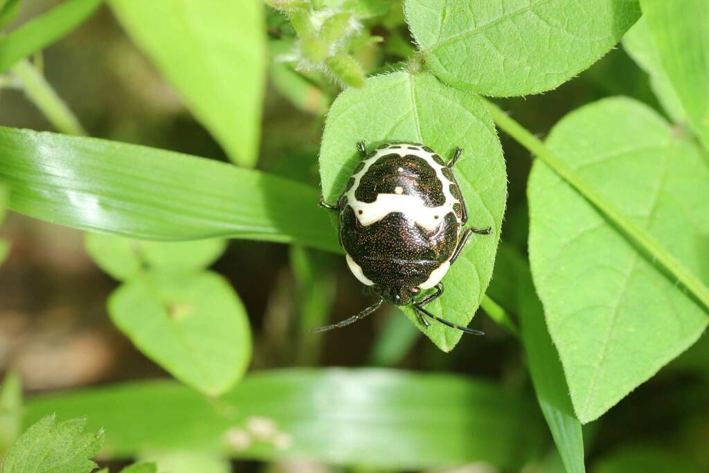 Clown Stink Bug from 小下沢林道 on May 28, 2023 at 08:47 AM by 登坂久雄 ...