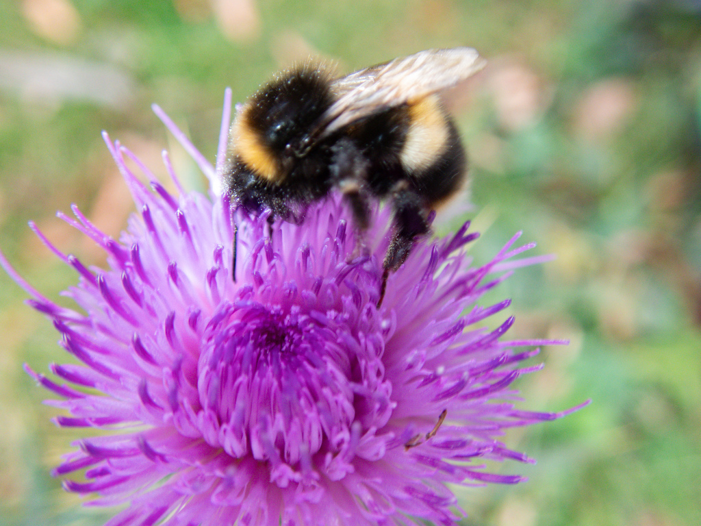 Buff-tailed Bumble Bee from Weldborough TAS 7264, Australia on February ...