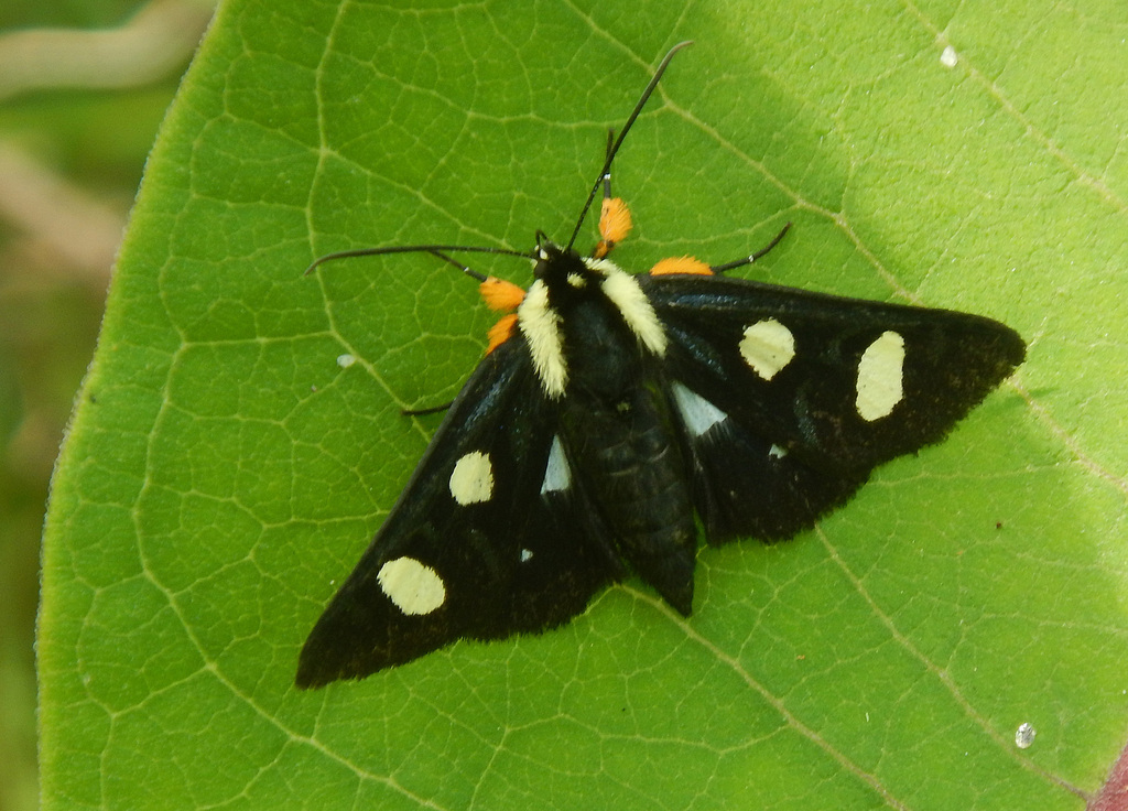 Animals from Fluvanna County, VA, USA on June 19, 2023 at 03:25 PM by ...