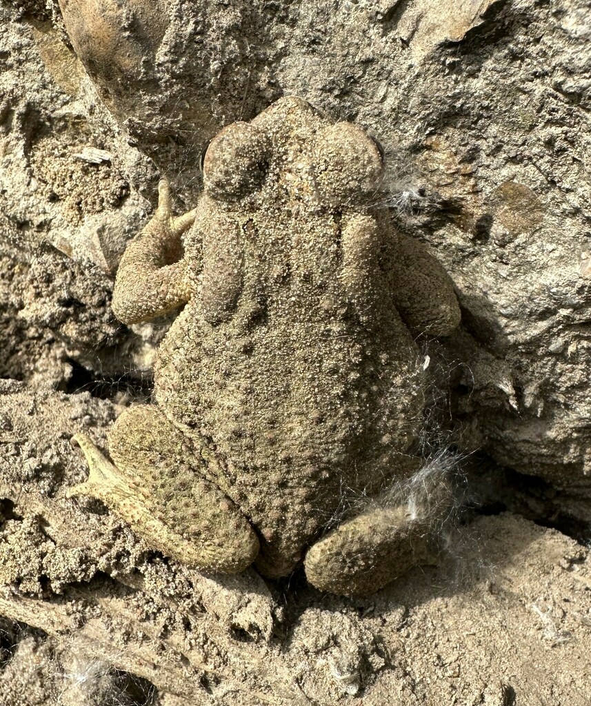 American Toad from W end of St. Hwy 79, Lake County, TN, USA on May 10 ...