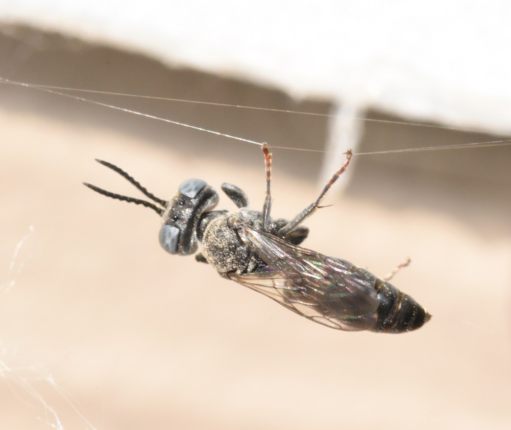 Pisonopsis clypeata from Val Marie, SK S0N 2T0, Canada on June 13, 2023 at 08:46 AM by Sara ...