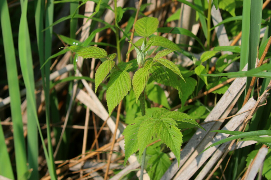 American red raspberry from Tucker County, WV, USA on June 18, 2023 at ...