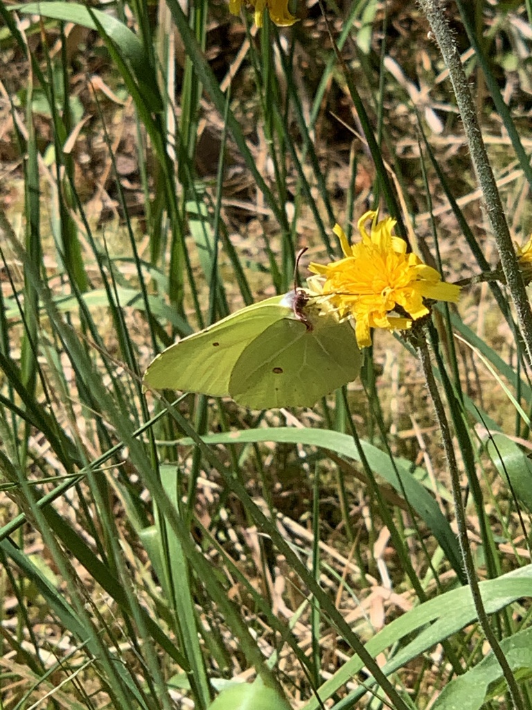 Common Brimstone from Nationalpark Schwarzwald, Seebach, Baden ...