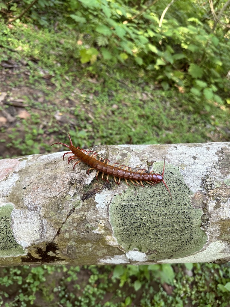 Vietnamese Centipede from Chiang Dao Wildlife Preserve Area, Chiang Dao ...