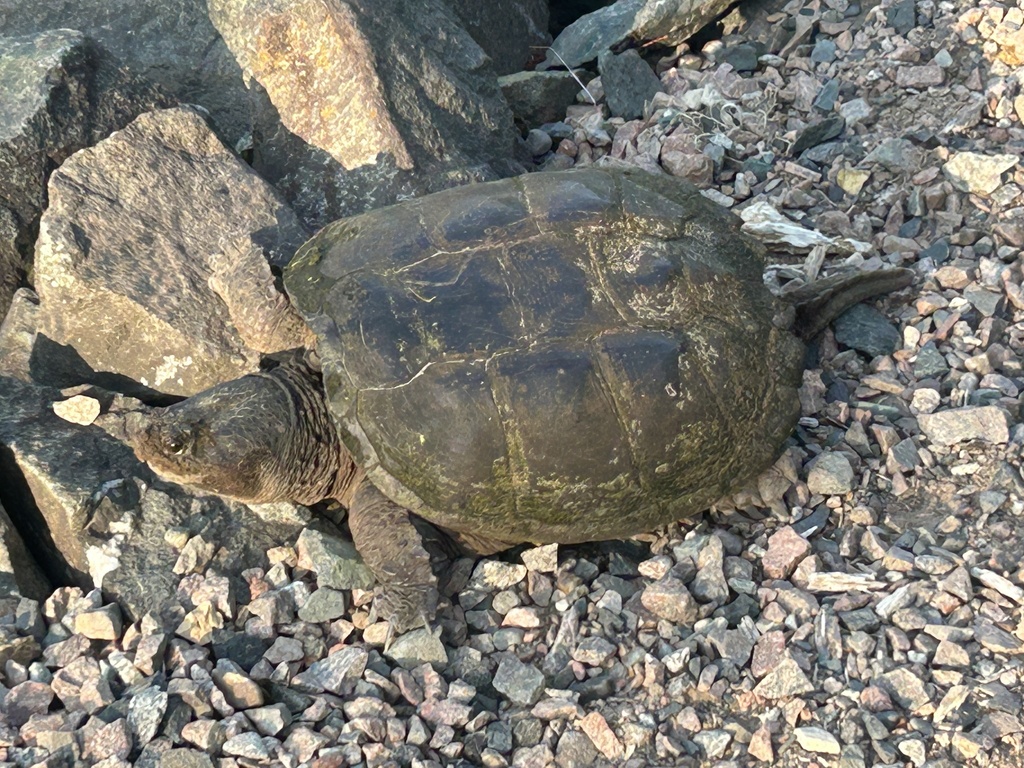 Common Snapping Turtle from Marquette, MI, US on June 20, 2023 at 08:07 ...
