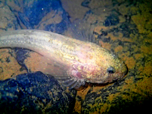 Grotto Sculpin (Cottus specus) · iNaturalist United Kingdom