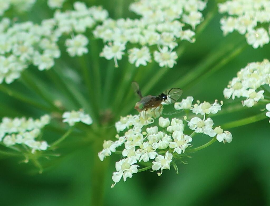 Spectacled Berry Fly from Заволжский р-н, Тверь, Тверская обл., Россия ...