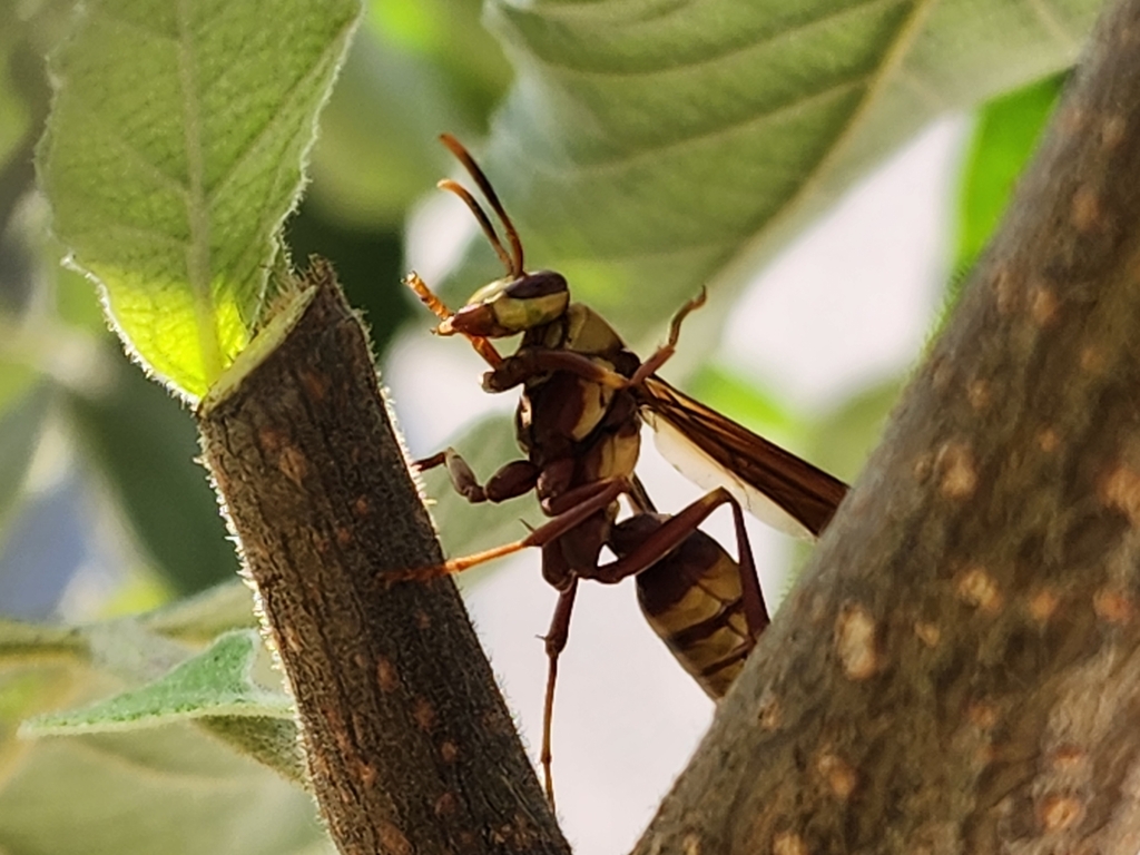 Horse's Paper Wasp from Bosques del Rey, Guadalupe, N.L., México on ...