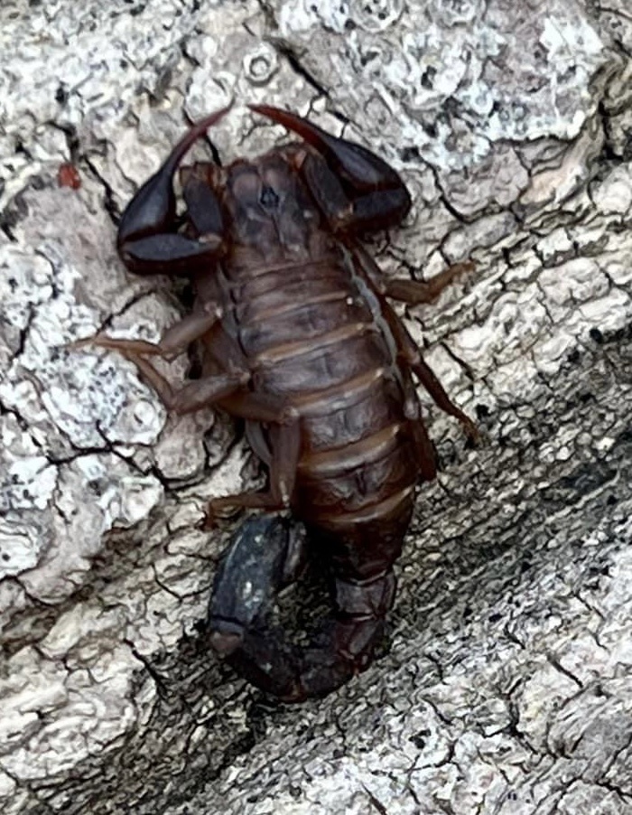 Southern Devil Scorpion from Dogwood Ln, Harriman, TN, US on June 20 ...