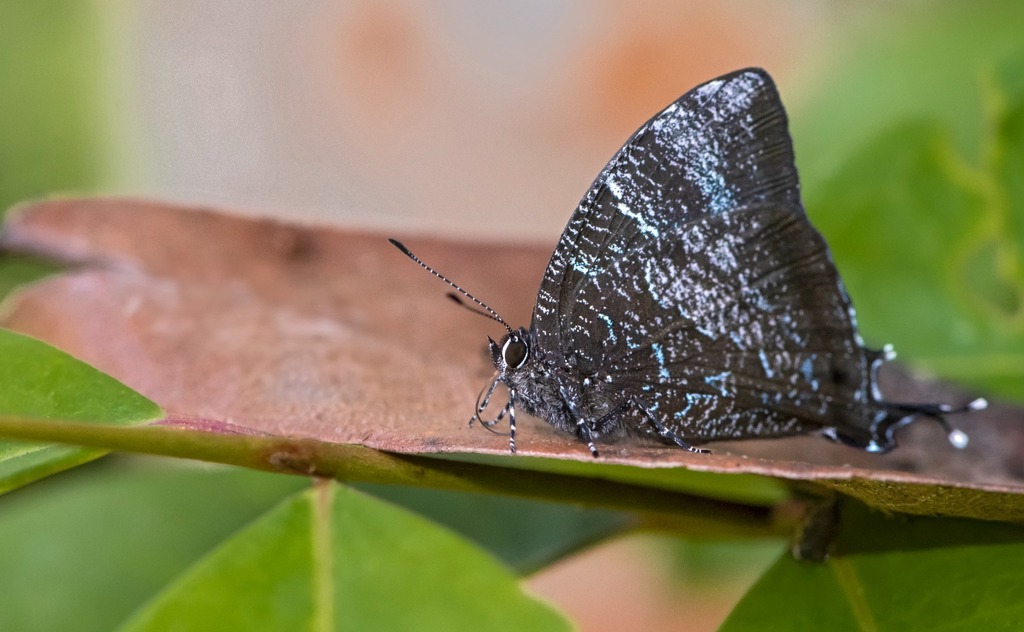 Brevianta undulata from Tolima, Colombia on June 19, 2023 at 09:06 AM ...