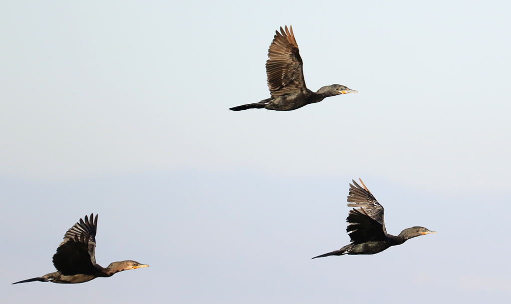 Neotropic Cormorant from Zumpango on January 23, 2016 by Manuel ...