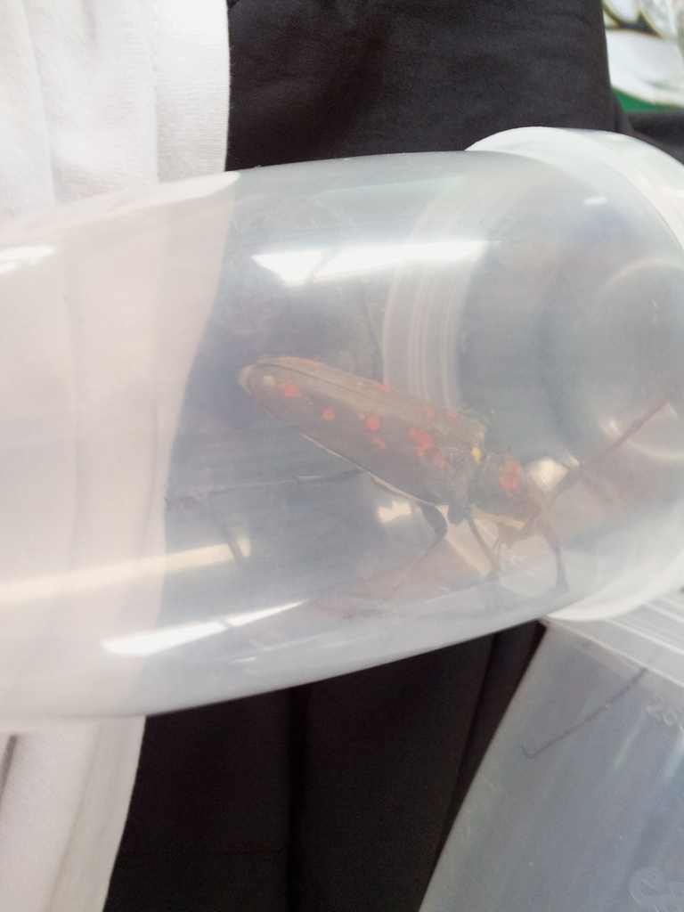 Batocera davidis from 香港北潭凹 on June 25, 2012 by nokbeetles · iNaturalist