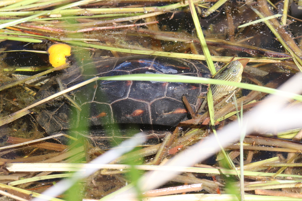 Common thread turtle in June 2023 by Xiaogang Zhou · iNaturalist
