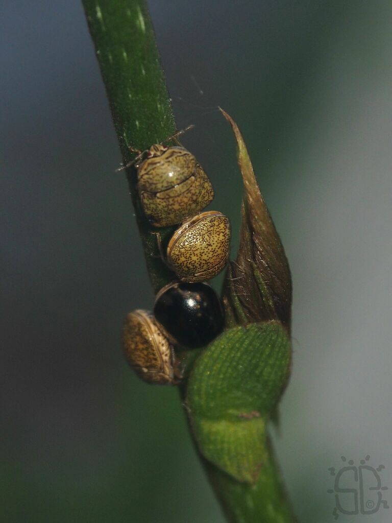 Kudzu Bug from Kam Ho Road, Hong Kong on June 20, 2023 at 07:59 AM by ...