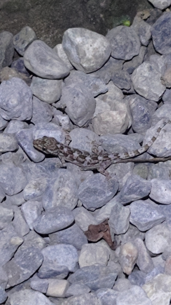 Hokou Gecko from Taroko, TW-TA-HL, TW-TA, TW on June 20, 2023 at 07:50 ...
