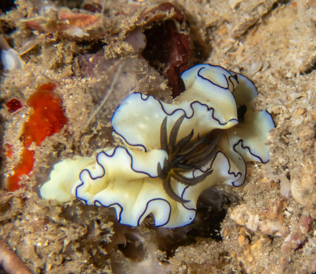 Black-margined Nudibranch from Tampi-Tampi, Semporna, Sabah, Malaysia ...