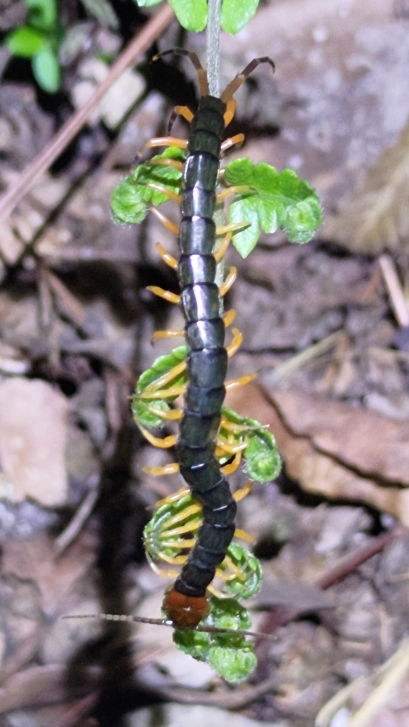Chinese Red-headed Centipede from Taroko, TW-TA-HL, TW-TA, TW on June ...