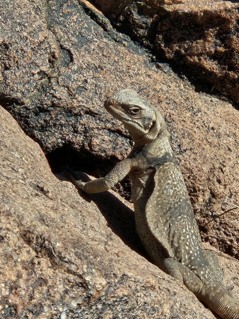 Common Chuckwalla from Gold Canyon, AZ 85118, USA on June 20, 2023 at ...
